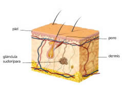 LIBRO-PEDIA Ciencias Naturales - Elbibliote.com