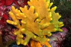 LIBRO-PEDIA Ciencias Naturales - Elbibliote.com