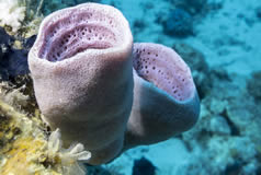 LIBRO-PEDIA Ciencias Naturales - Elbibliote.com