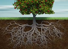 LIBRO-PEDIA Ciencias Naturales - Elbibliote.com