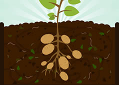 LIBRO-PEDIA Ciencias Naturales - Elbibliote.com