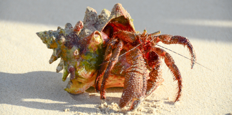 LIBRO-PEDIA Ciencias Naturales - Elbibliote.com