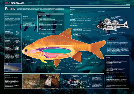 LIBRO-PEDIA Ciencias Naturales - Elbibliote.com