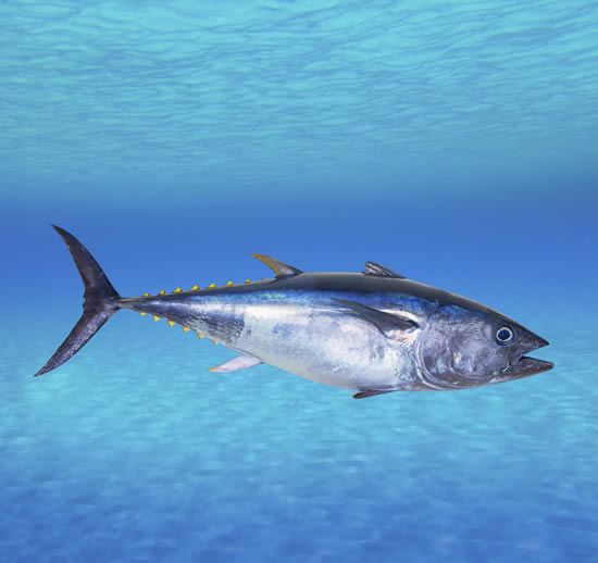 Artículos destacados - Elbibliote.com