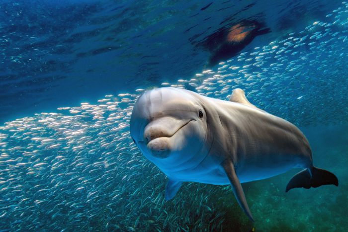 Animales - Fichas - Elbibliote.com