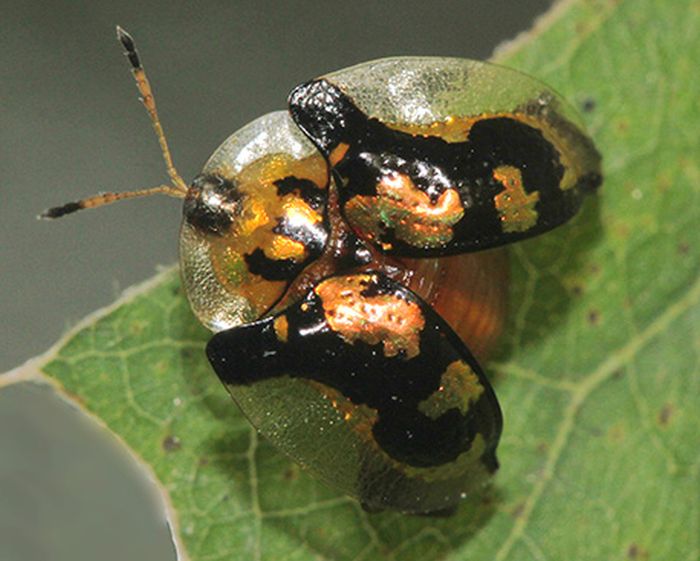 Animales - Fichas - Elbibliote.com