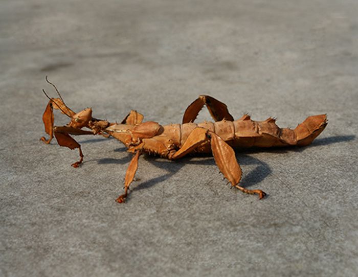 Animales - Fichas - Elbibliote.com