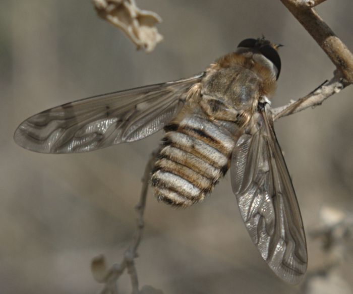 Animales - Fichas - Elbibliote.com