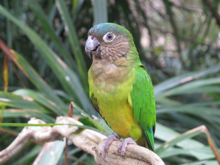 Animales - Fichas - Elbibliote.com