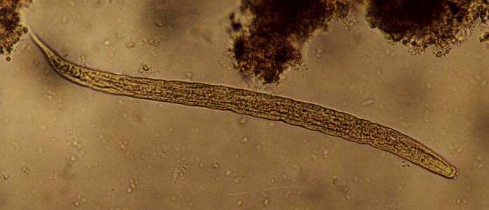 Animales - Fichas - Elbibliote.com