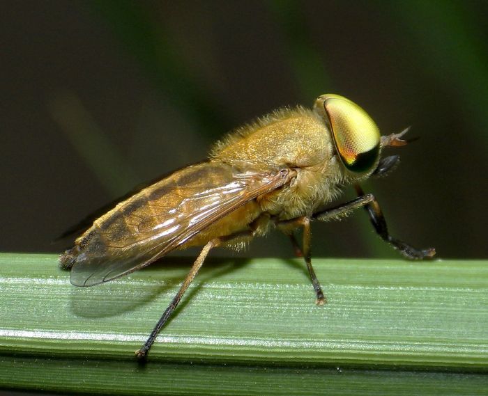 Animales - Fichas - Elbibliote.com