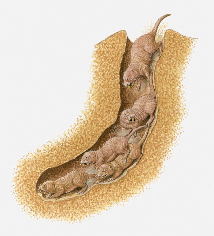 Animales - Fichas - Elbibliote.com
