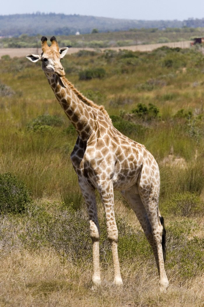 Animales - Fichas - Elbibliote.com