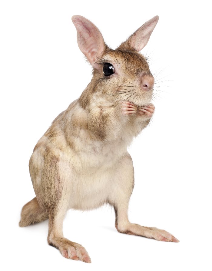 Animales - Fichas - Elbibliote.com