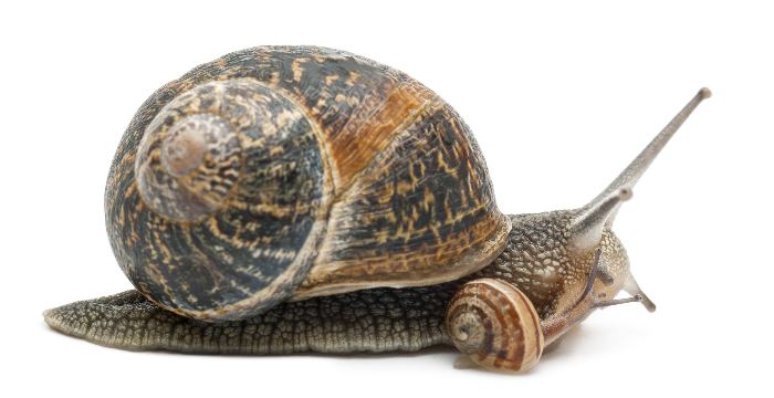 Animales - Fichas - Elbibliote.com