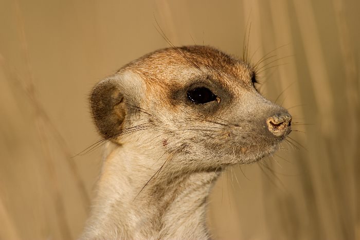 Animales - Fichas - Elbibliote.com
