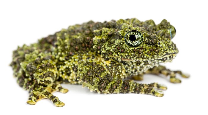 Animales - Imágenes