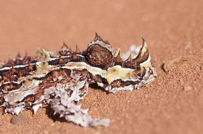 Animales - Imágenes