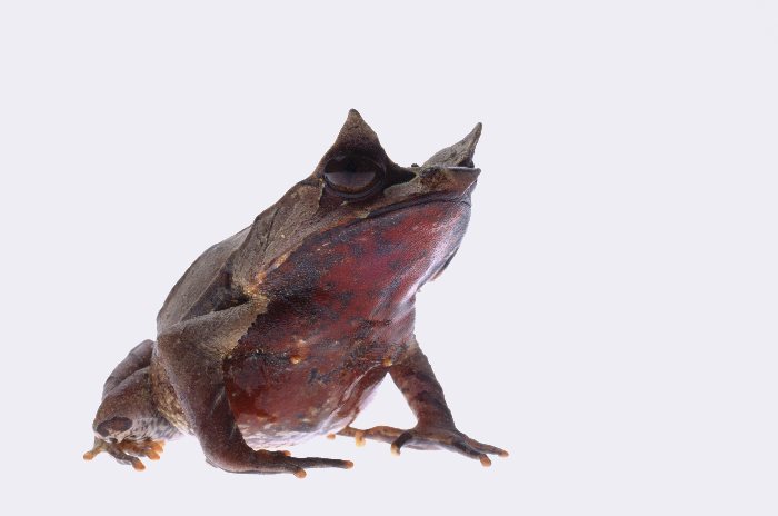 Animales - Imágenes