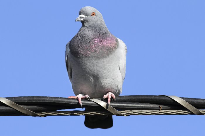 Animales - Fichas - Elbibliote.com