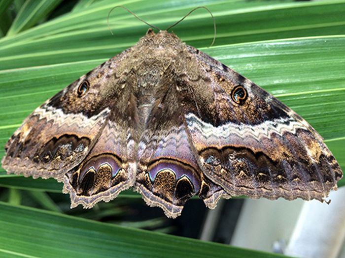 Animales - Fichas - Elbibliote.com