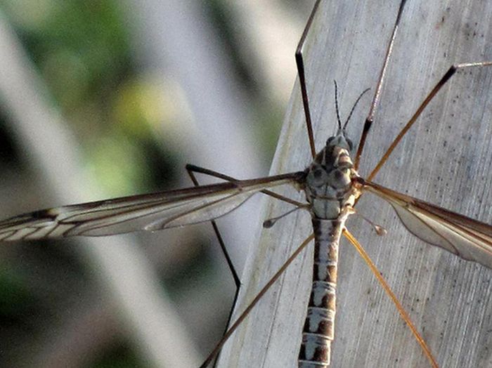 Animales - Fichas - Elbibliote.com