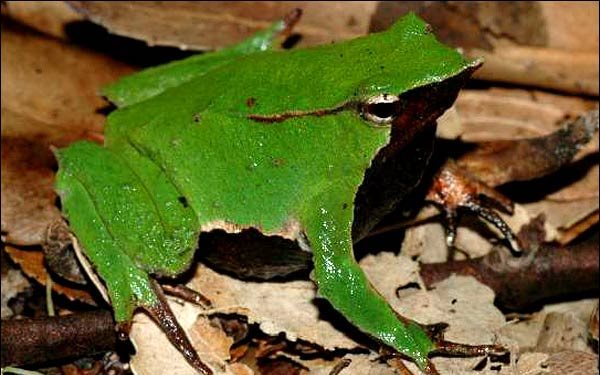 Animales - Imágenes