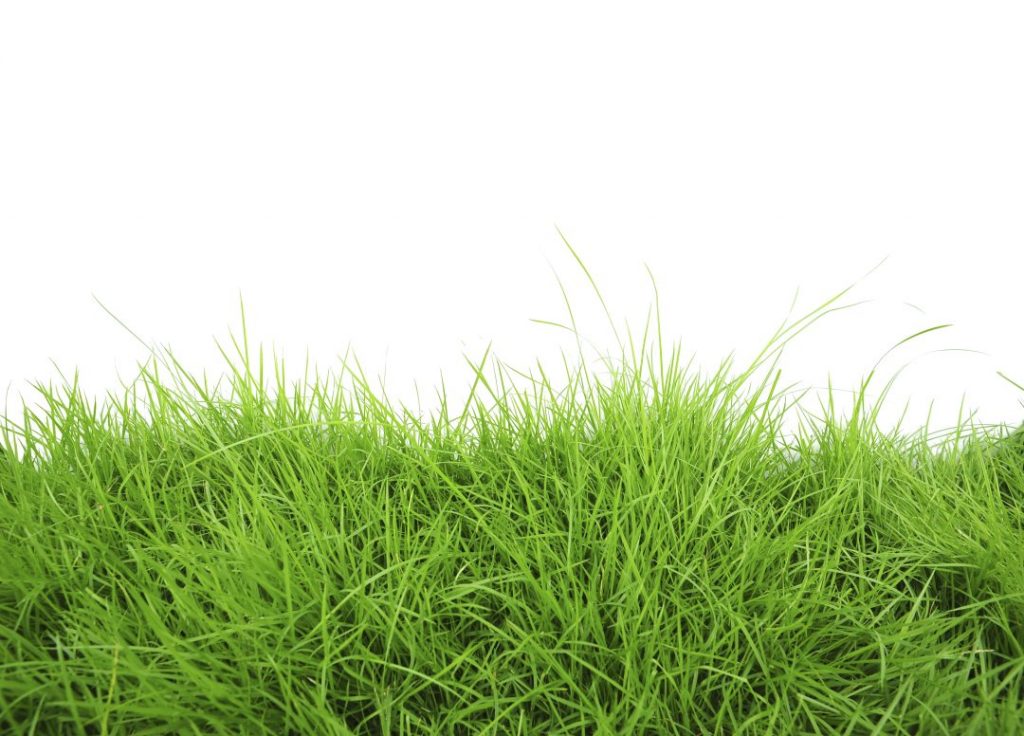 etapas – Elbibliote.com