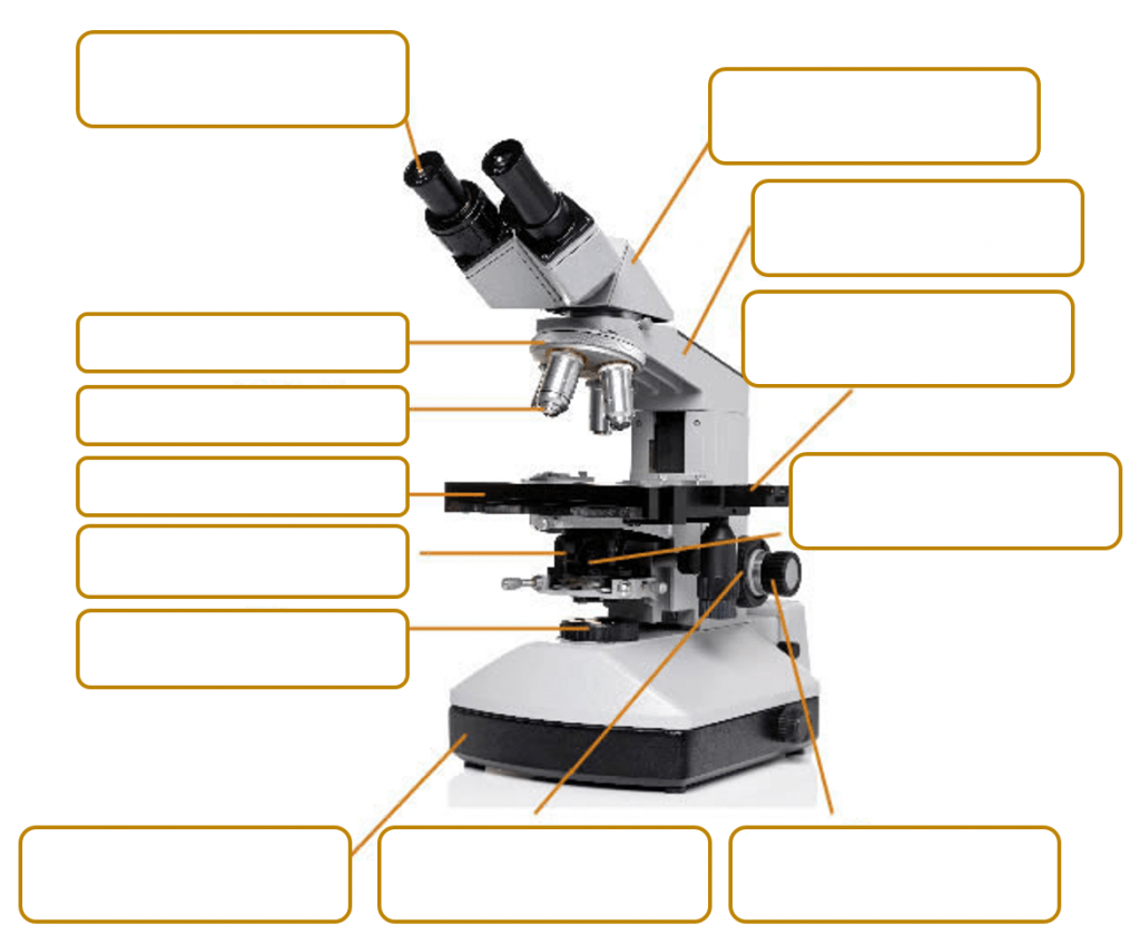 microscopio – Elbibliote.com