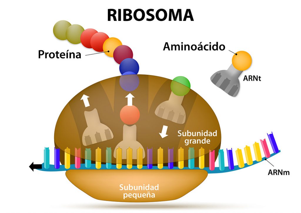 sintesis – Elbibliote.com