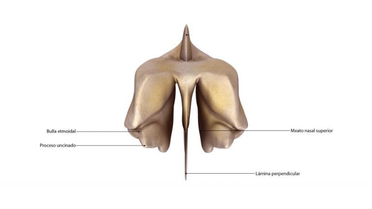 Hueso etmoides – Elbibliote.com