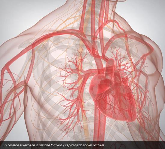 Sistema Circulatorio