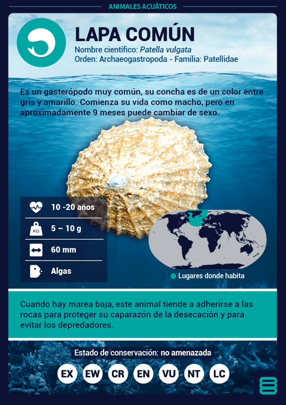 Tarjetas Educativas - Elbibliote.com